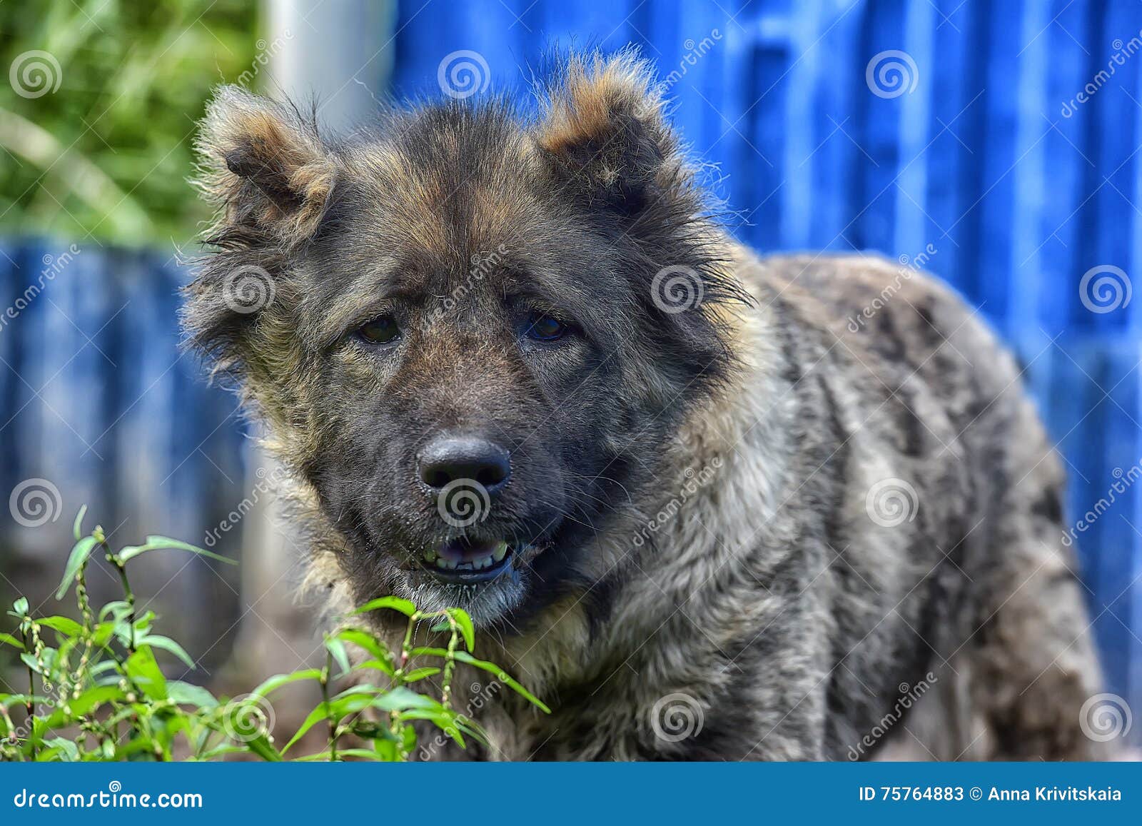 Caucasian Shepherd Dog stock image. Image of gray, breed - 75764883