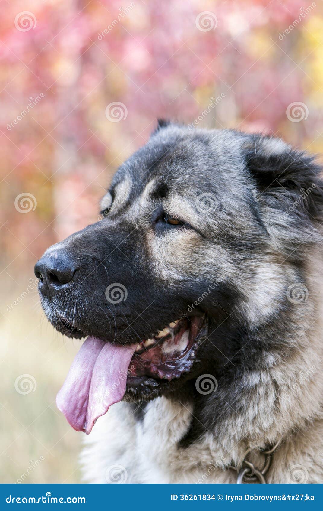 Caucasian Shepherd Dog stock photo. Image of canine, nature - 36261834