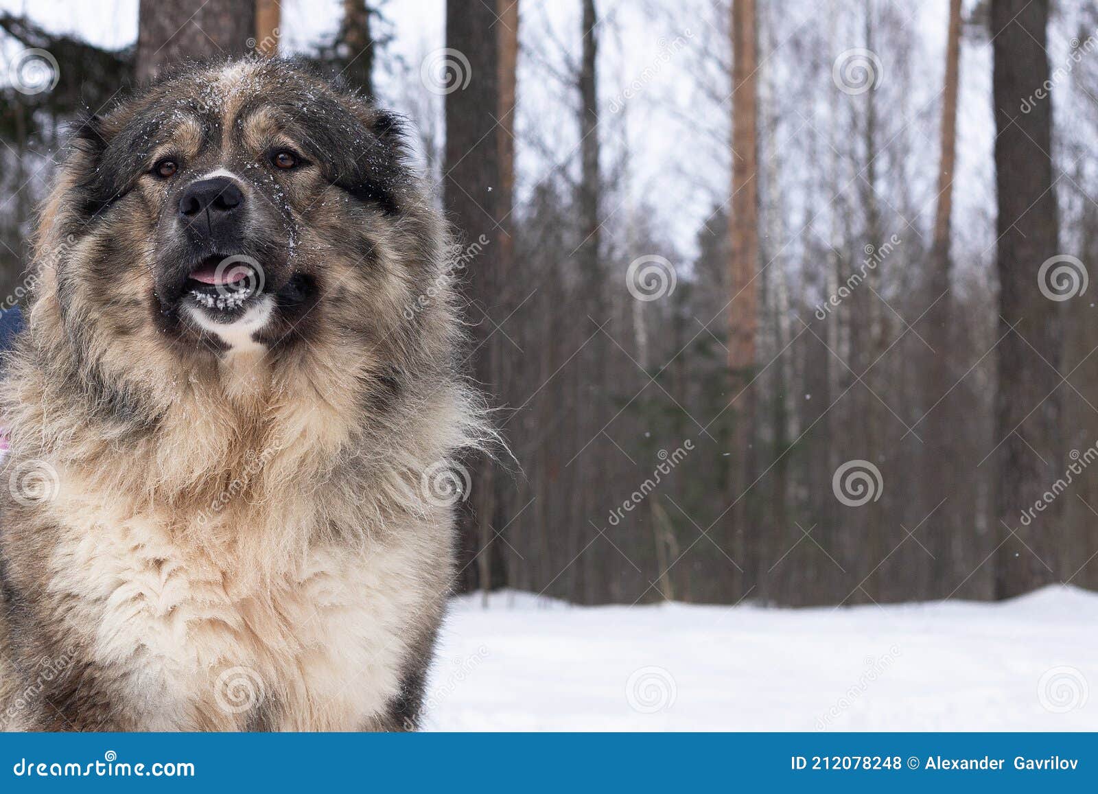 The Caucasian Shepherd Dog is a Large Guard Dog Fluffy Stock Photo ...