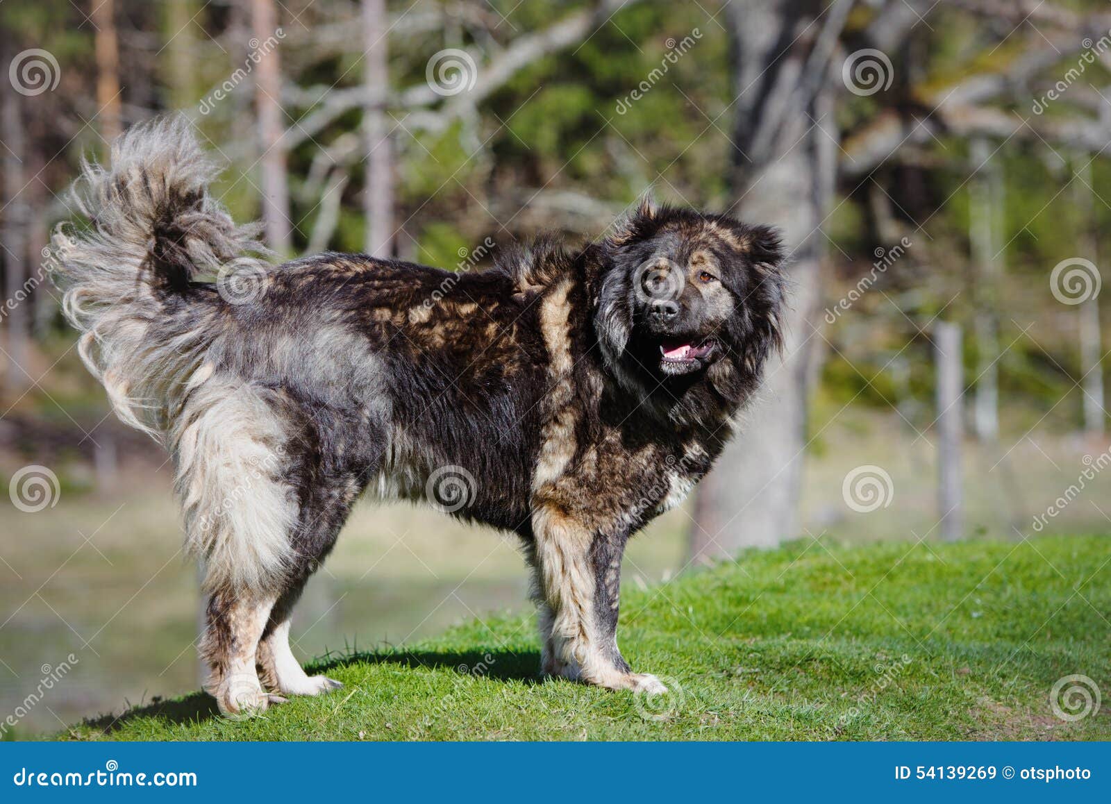 Caucasian Shepherd Dog Standing Outdoors Stock Image - Image of posing ...