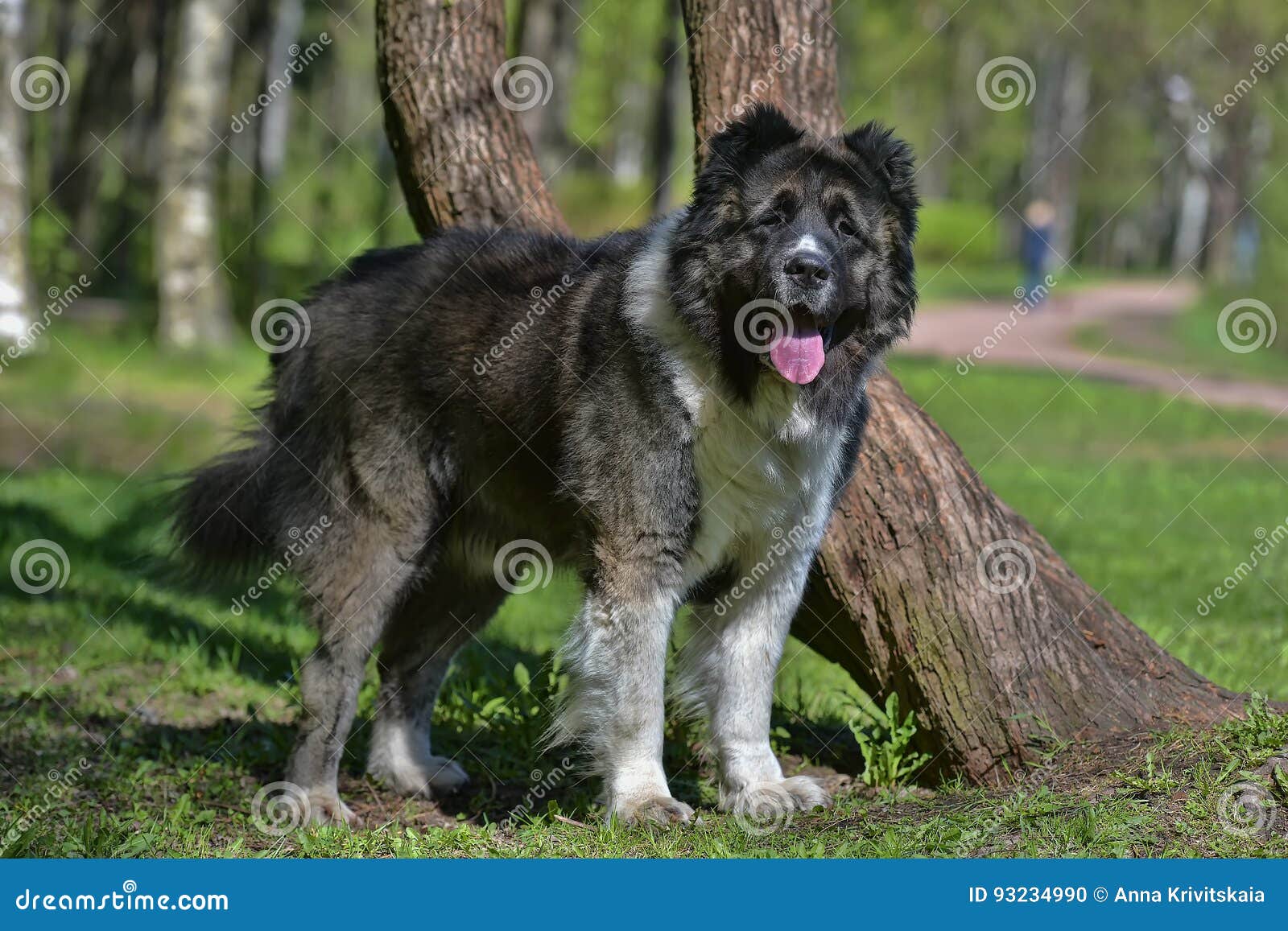 Caucasian Shepherd Dog stock photo. Image of loyalty - 93234990