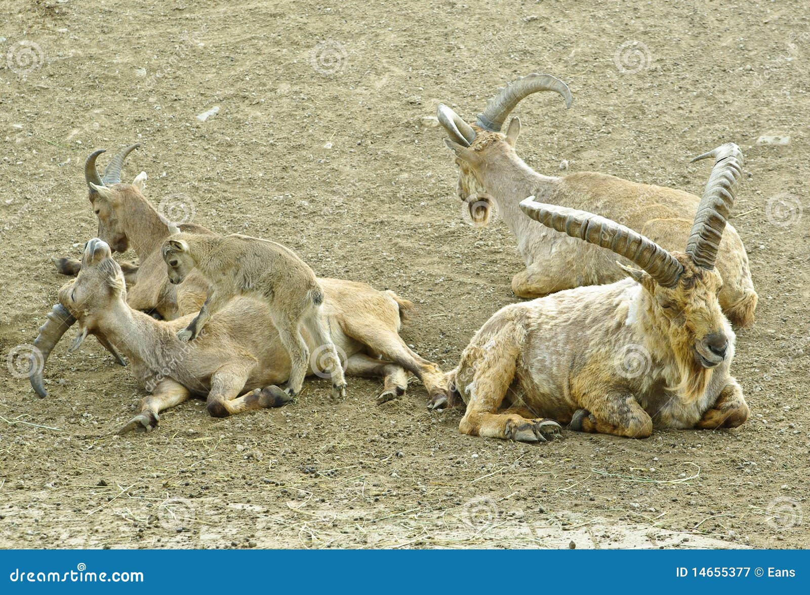Caucasian tur stock image. Image of farm, goat, wild - 14655377