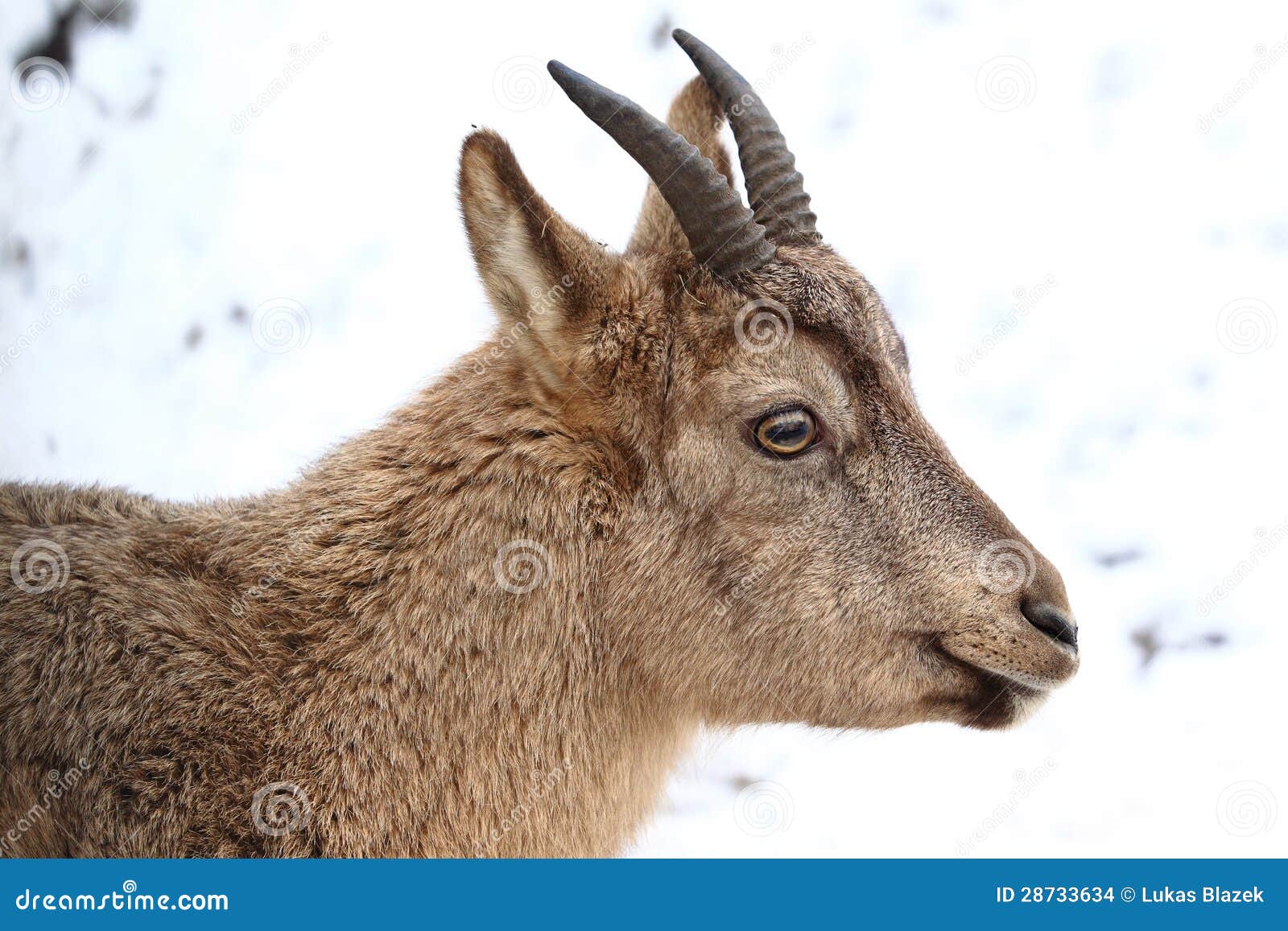 Caucasian tur detail stock photo. Image of mammal, nature - 28733634