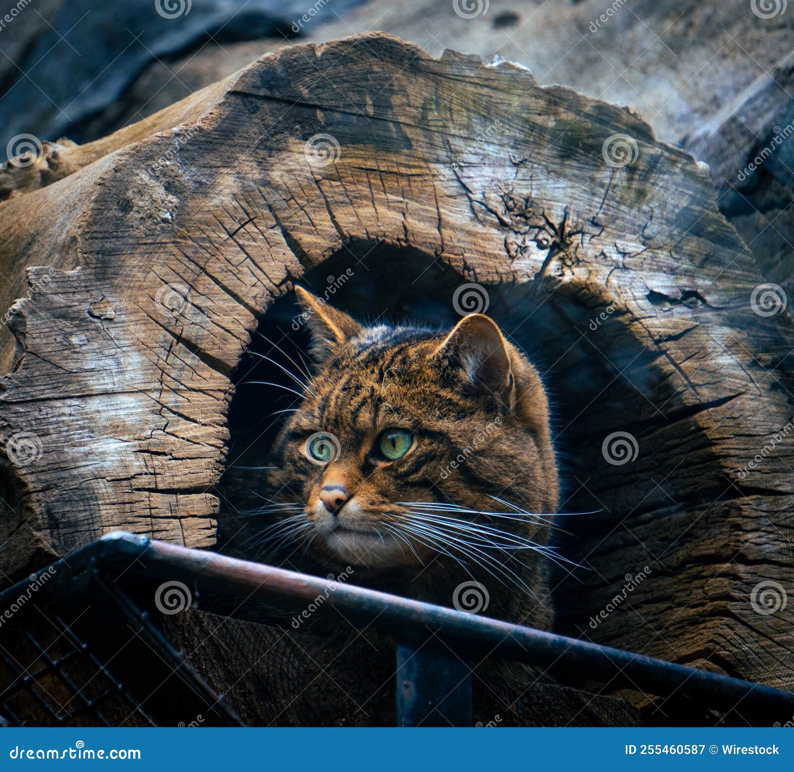 Caucasian Wildcat in a Hole of a Tree Trunk Exploring the Forest Stock ...