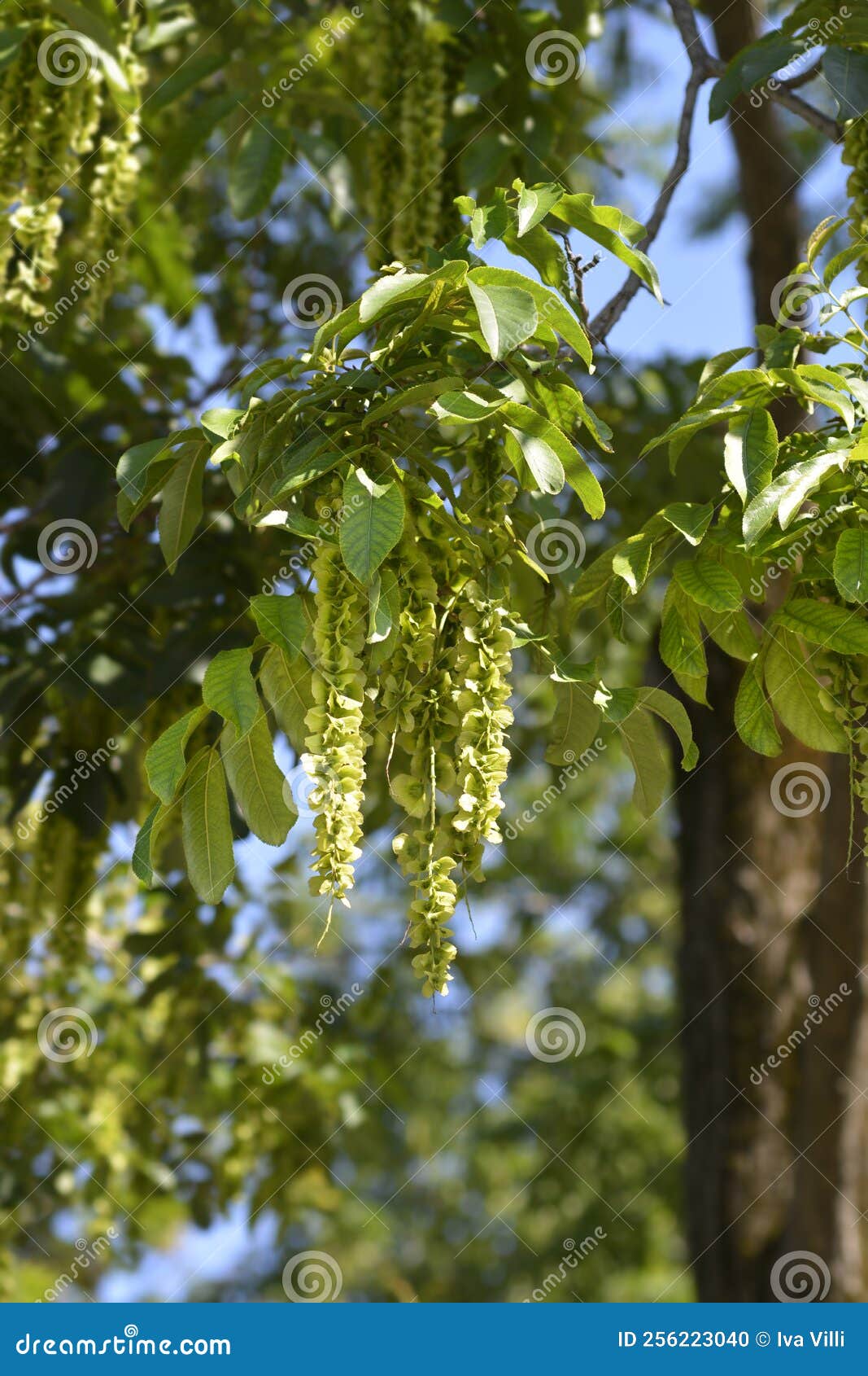 Caucasian wingnut stock photo. Image of wingnut, garden - 256223040