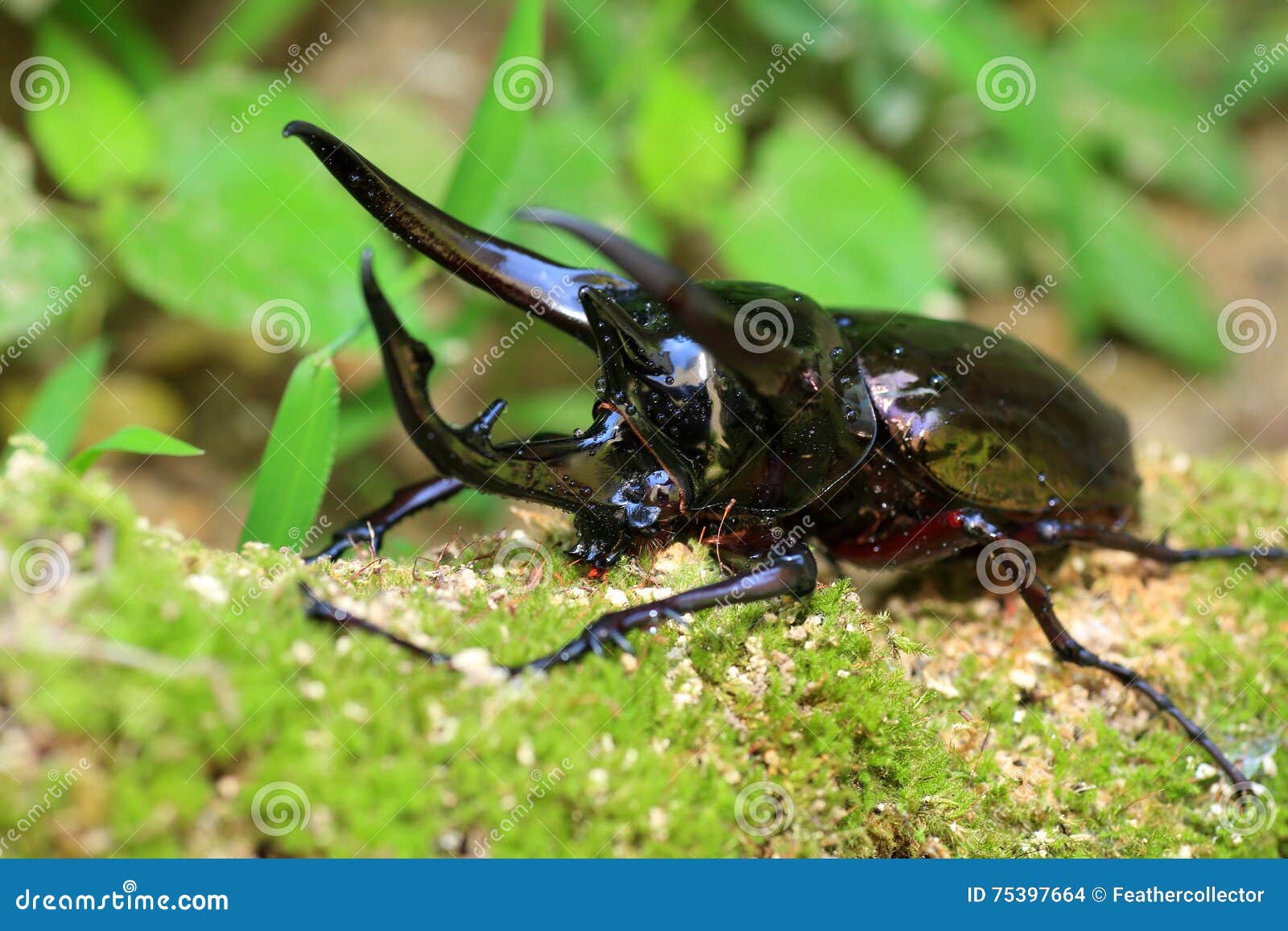 Caucasus beetle stock photo. Image of island, stag, wildlife - 75397664