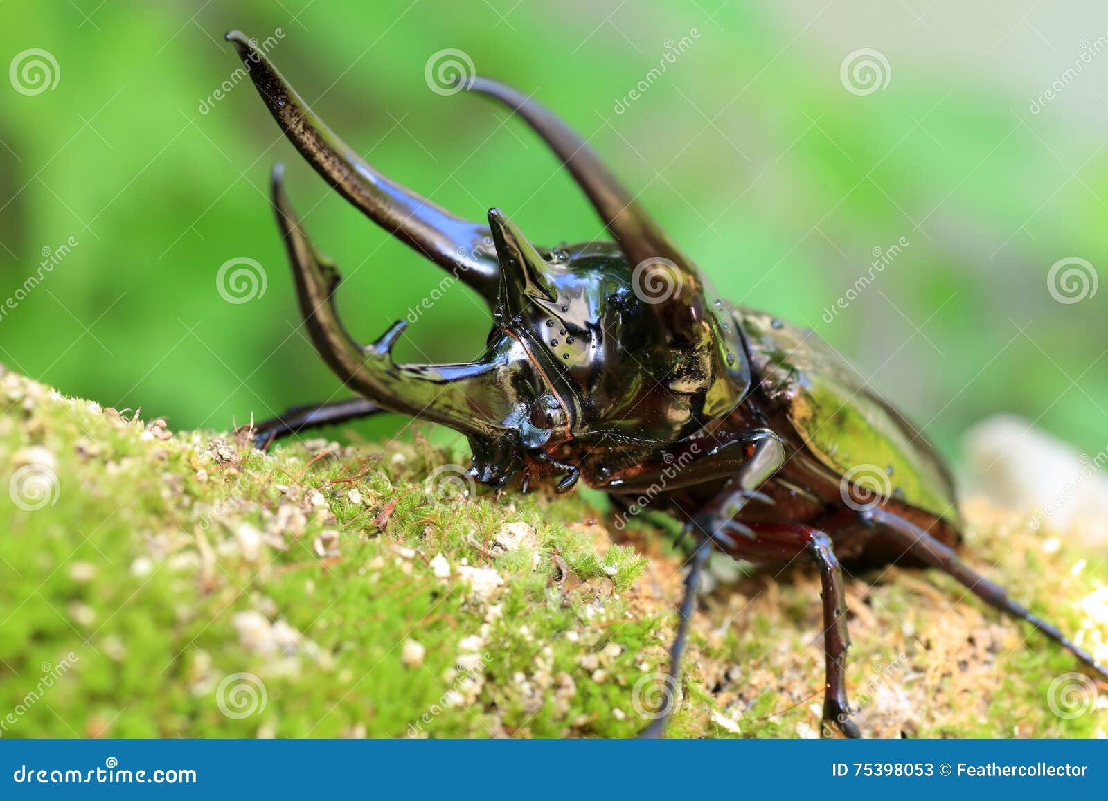 Caucasus beetle stock image. Image of summer, male, forest - 75398053