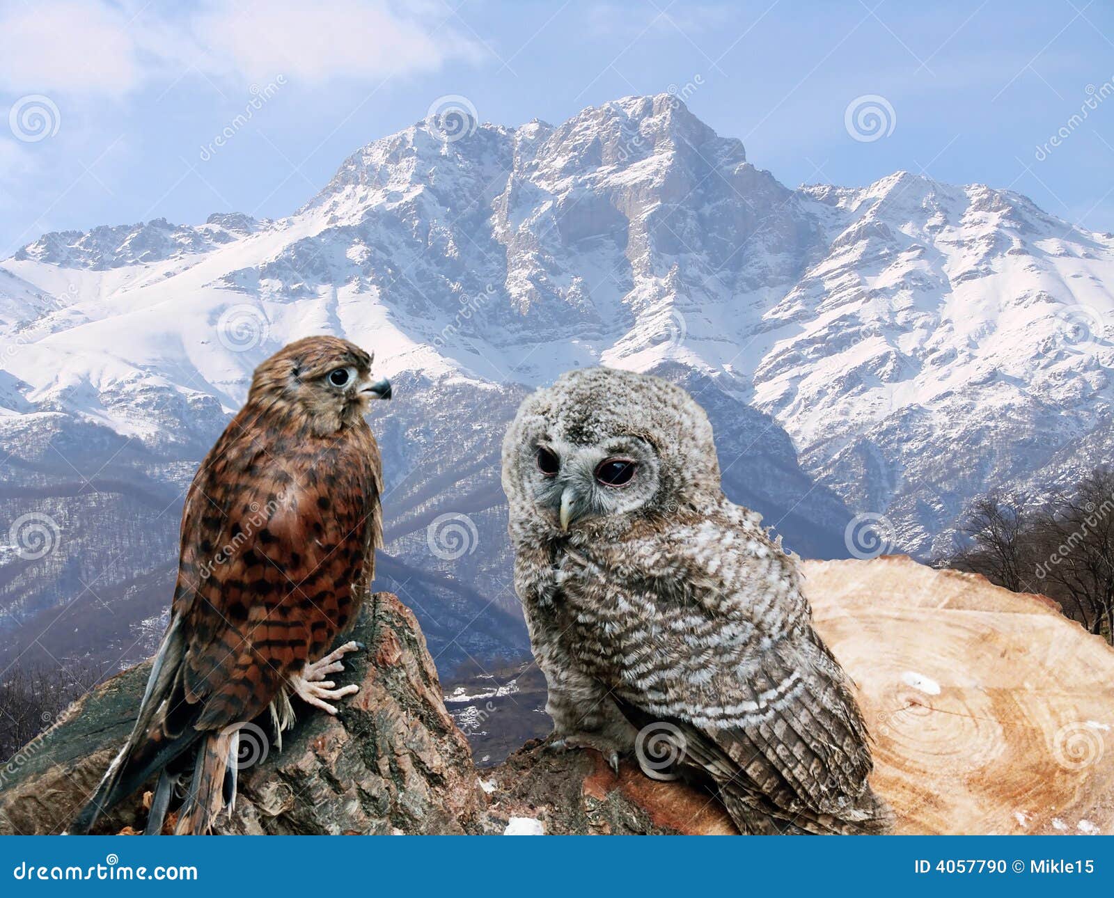 Caucasus Mountains and Owls Stock Photo - Image of mountain, beautiful ...