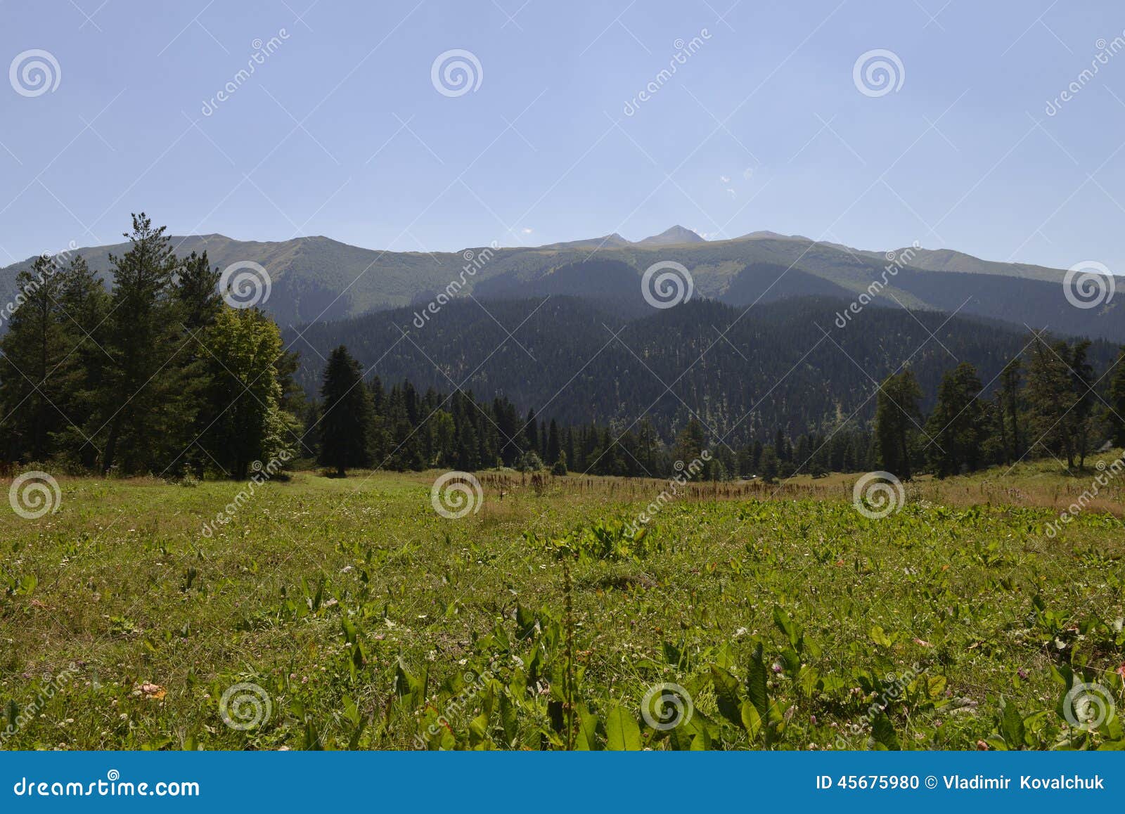 Caucasus Mountains stock photo. Image of flora, forest - 45675980