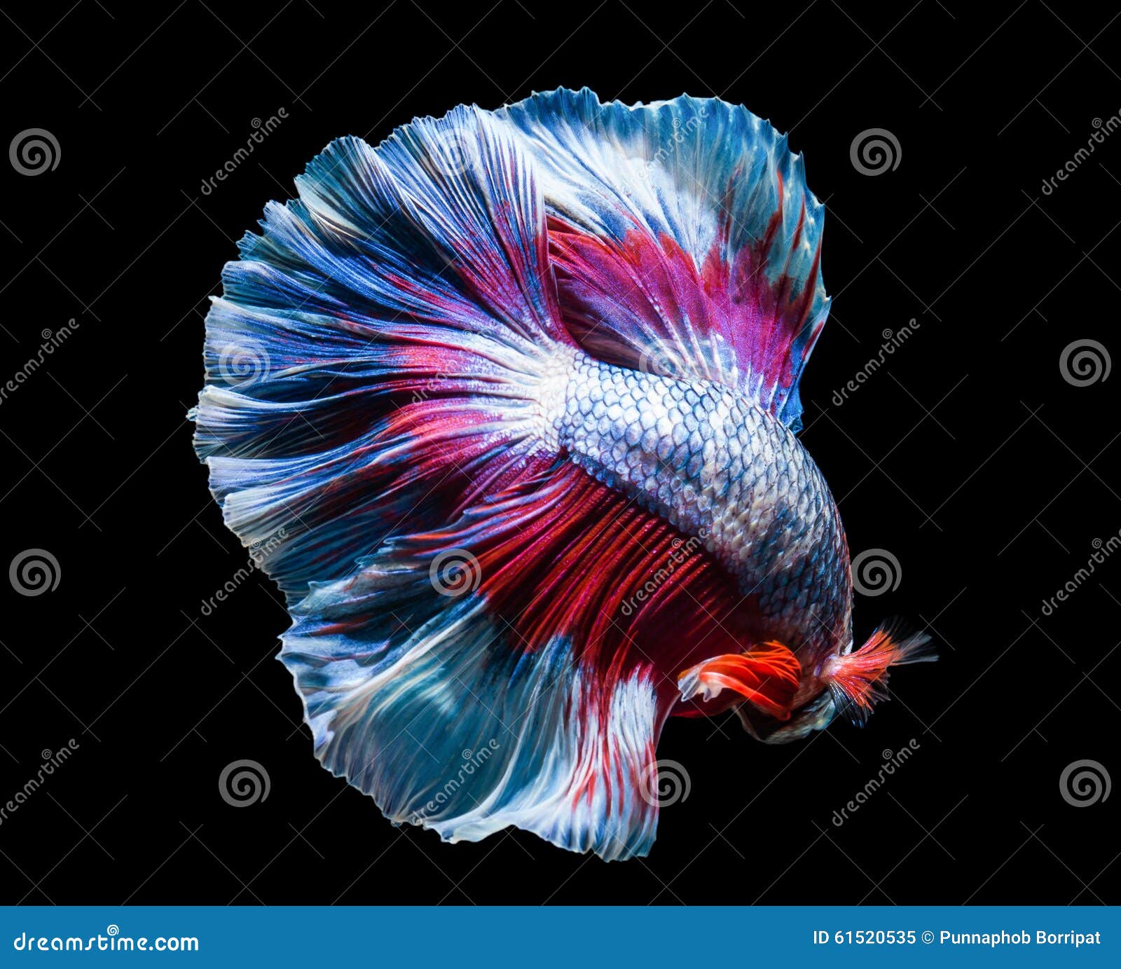 Cauda Bonita Macro Dos Peixes Imagem de Stock - Imagem de agressivo ...