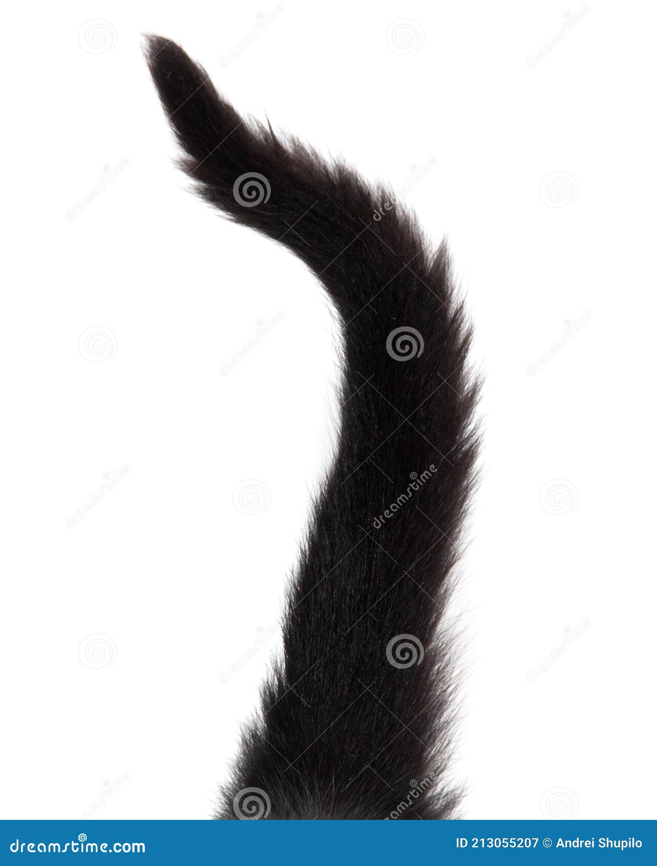 Cauda De Gato Preto Isolada Em Branco Imagem de Stock - Imagem de corpo ...