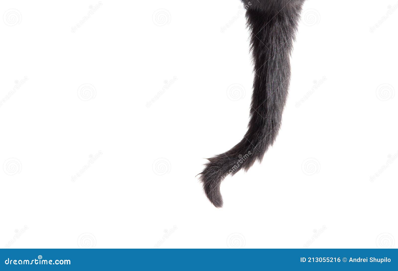 Cauda De Gato Preto Isolada Em Branco Foto de Stock - Imagem de bonito ...