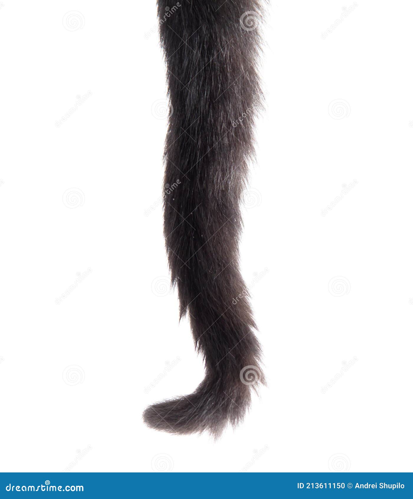Cauda De Gato Preto Isolada Em Branco Foto de Stock - Imagem de corpo ...
