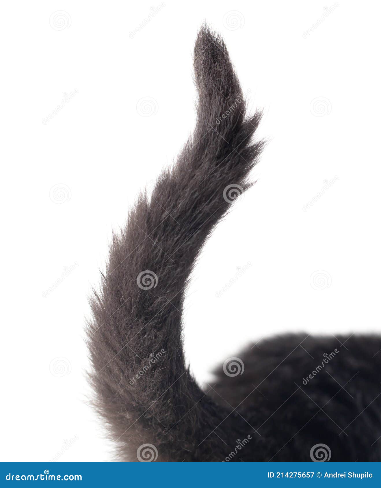 Cauda De Gato Preto Isolada Em Branco Imagem de Stock - Imagem de ...