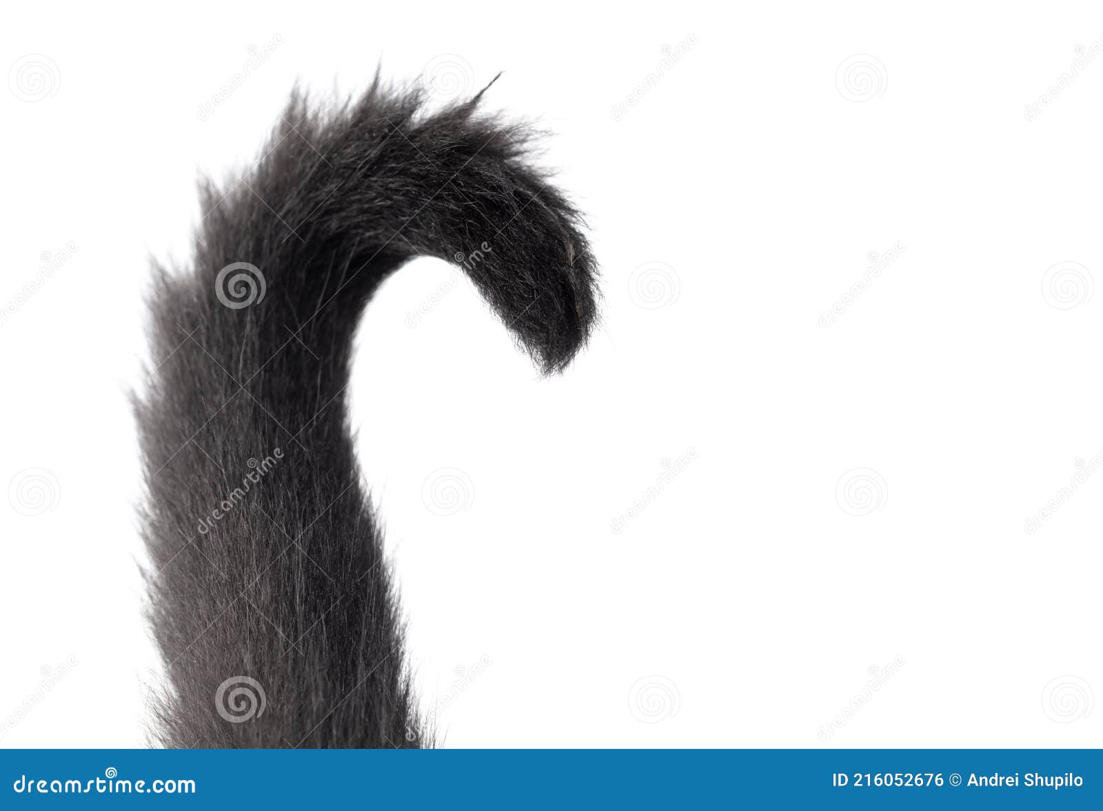 Cauda De Gato Preto Isolada Em Branco Foto de Stock - Imagem de textura ...