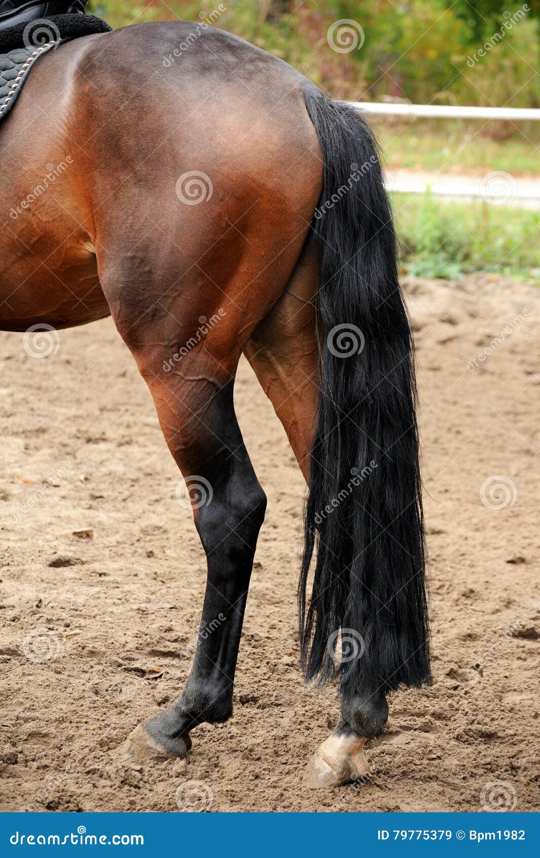 A cauda de um cavalo imagem de stock. Imagem de égua - 79775379