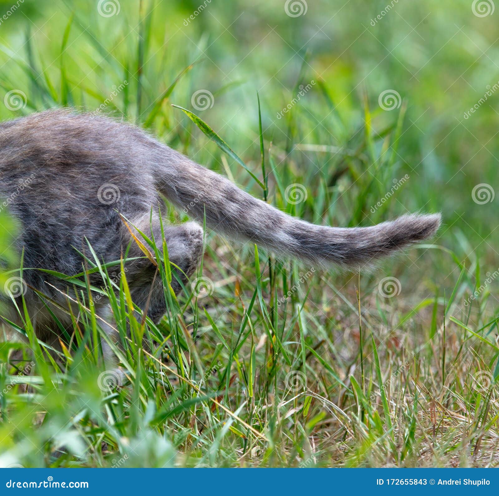 A cauda de um gato imagem de stock. Imagem de animais - 172655843