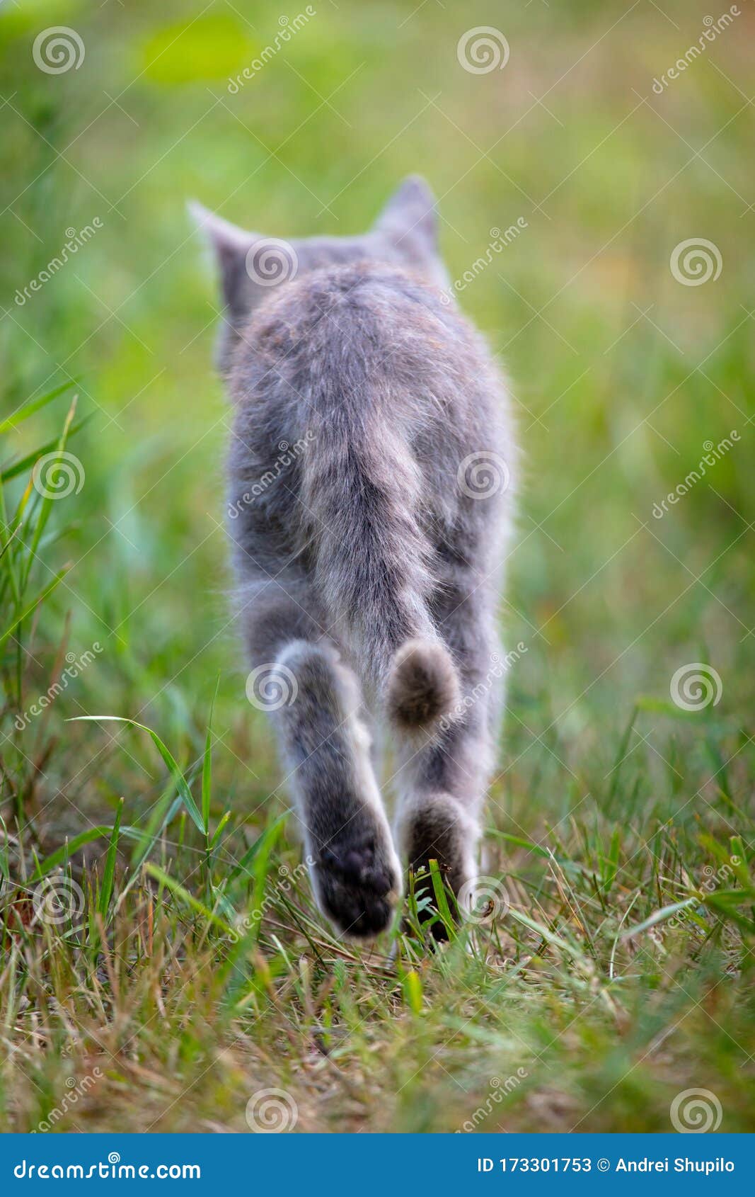 A cauda de um gato imagem de stock. Imagem de animais - 173301753