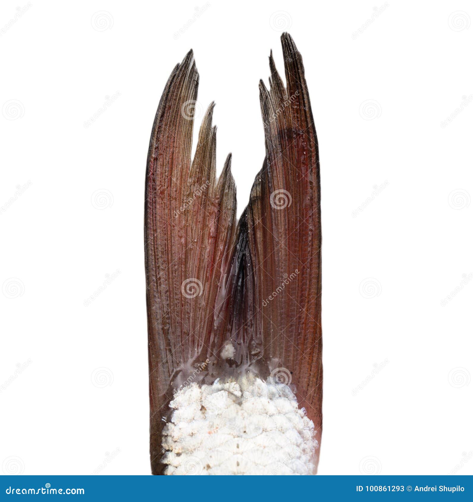 Cauda De Um Peixe Em Um Fundo Branco Imagem de Stock - Imagem de ...