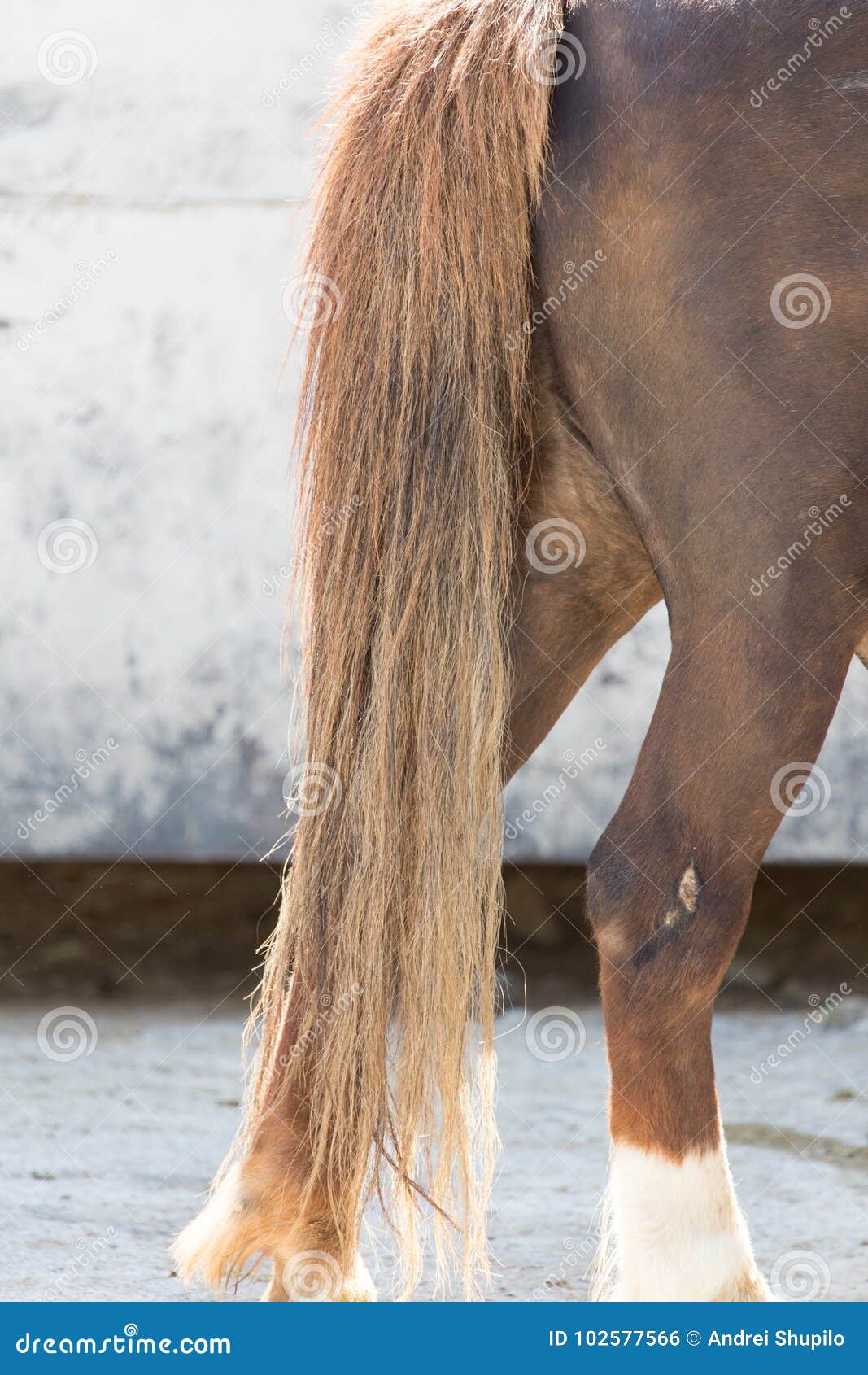 Cauda do cavalo foto de stock. Imagem de cabelo, noite - 102577566