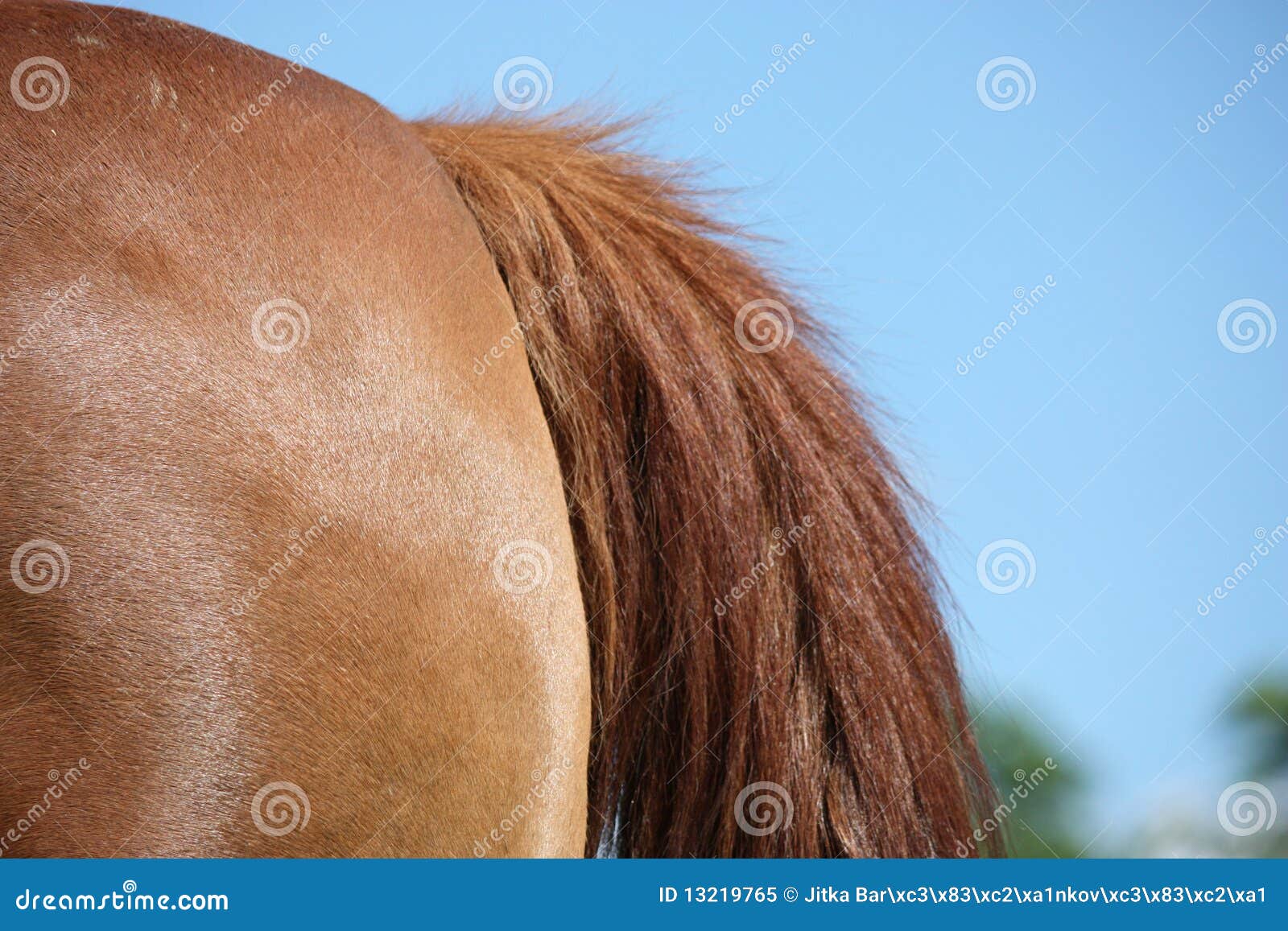 Cauda do cavalo imagem de stock. Imagem de traseiro, telha - 13219765