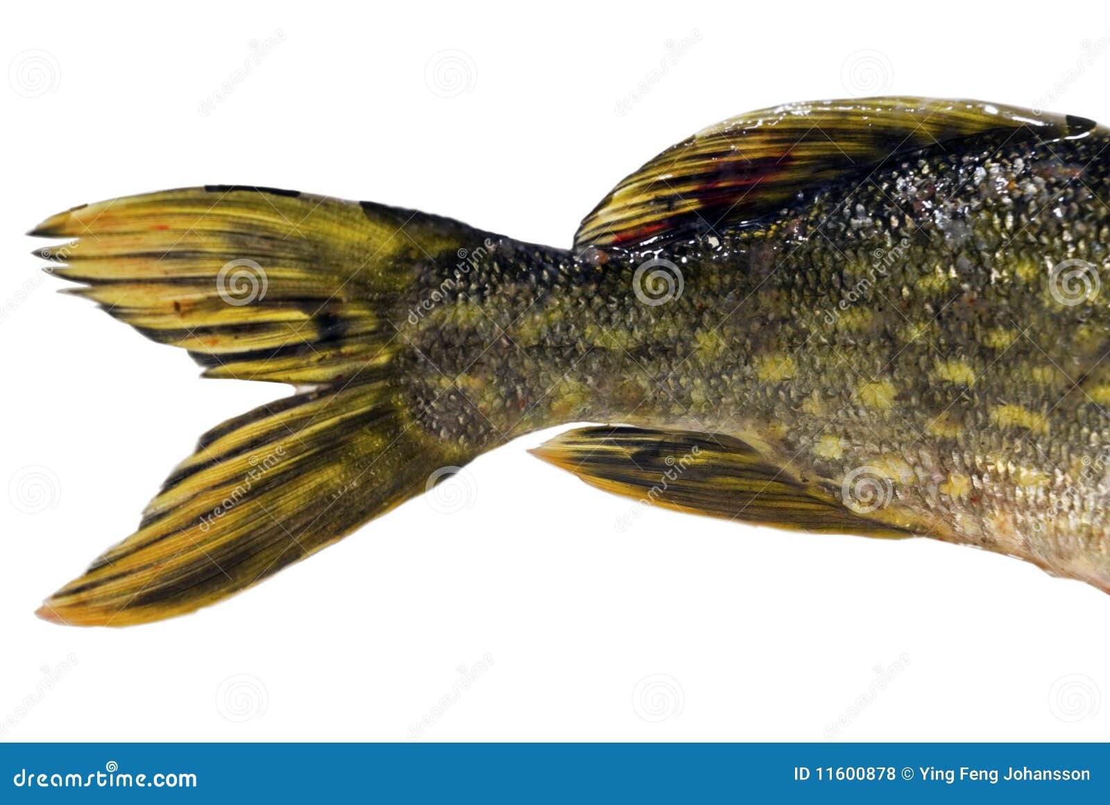 Cauda dos peixes foto de stock. Imagem de ninguém, troféu - 11600878