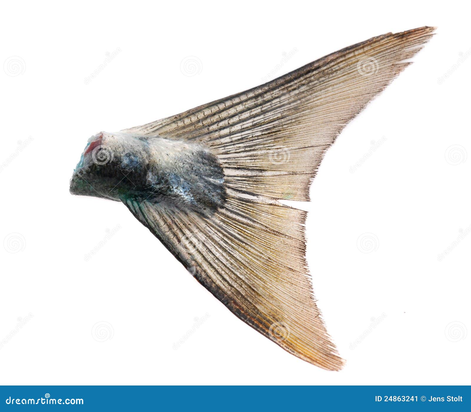 Cauda dos peixes imagem de stock. Imagem de salto, peixe - 24863241