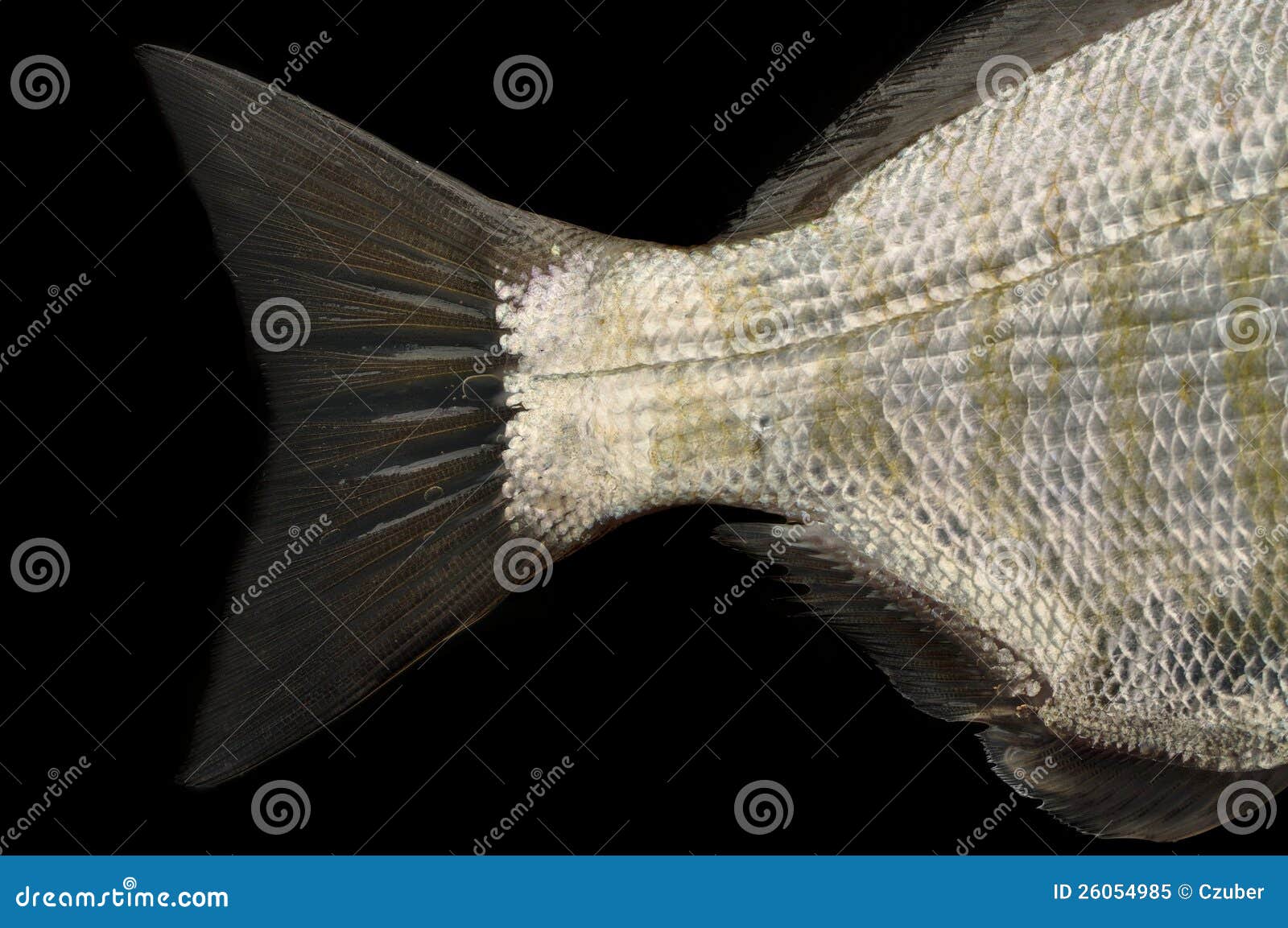 Cauda dos peixes imagem de stock. Imagem de animal, anal - 26054985