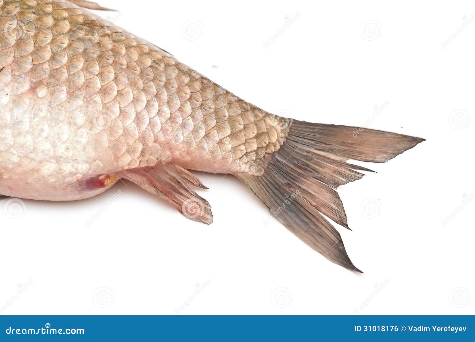 Cauda dos peixes foto de stock. Imagem de frescor, marisco - 31018176