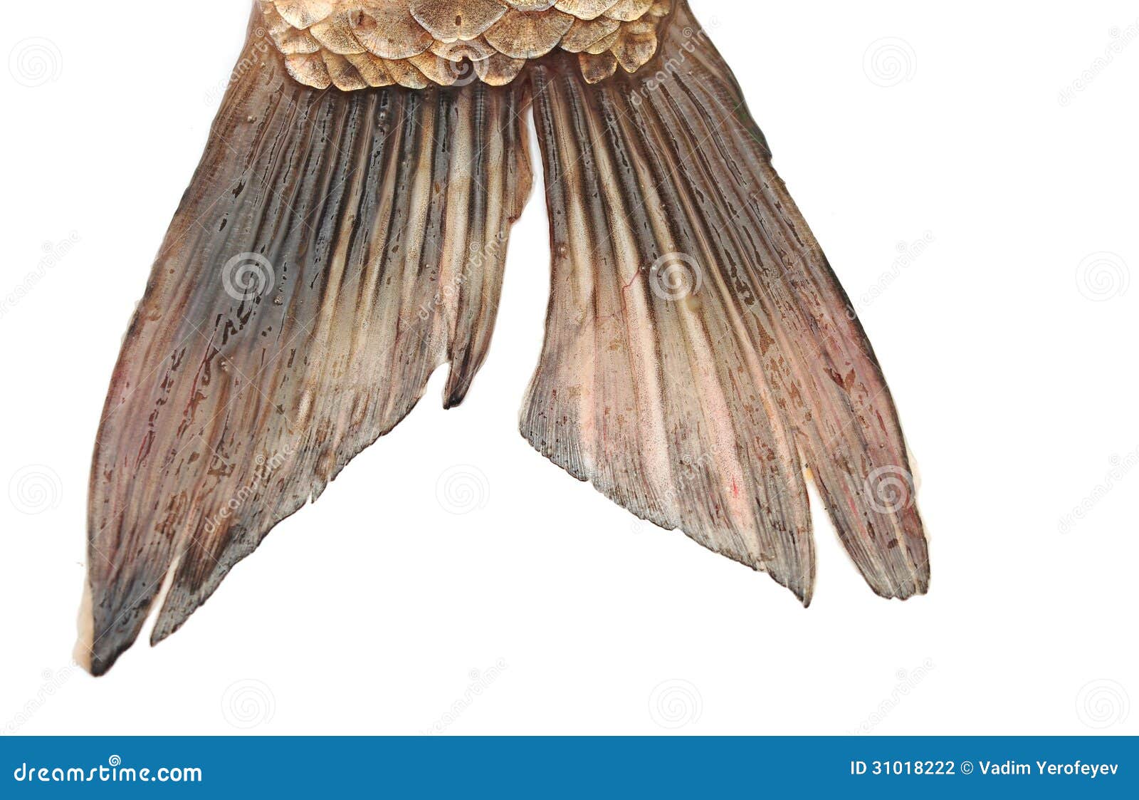 Cauda dos peixes foto de stock. Imagem de marisco, isolado - 31018222