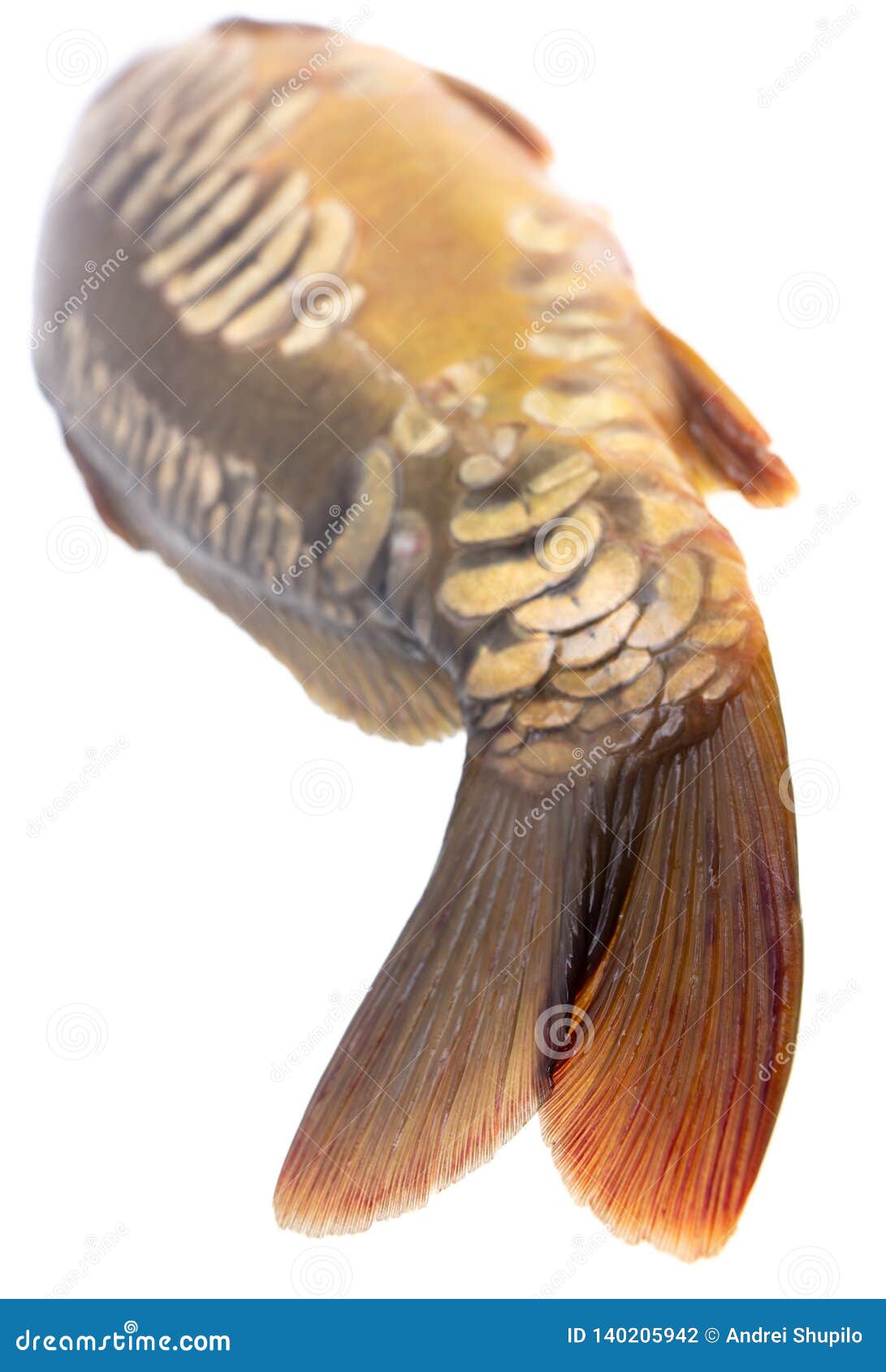 Cauda Dos Peixes Da Carpa Isolados No Fundo Branco Foto de Stock ...