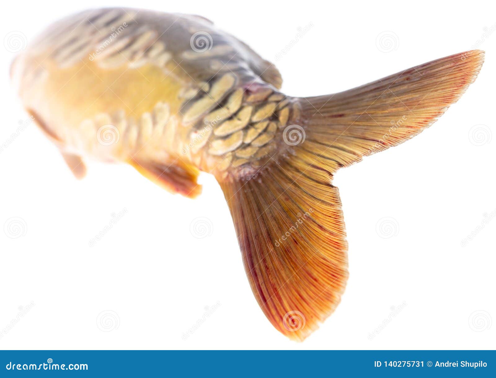 Cauda Dos Peixes Da Carpa Isolados No Fundo Branco Imagem de Stock ...
