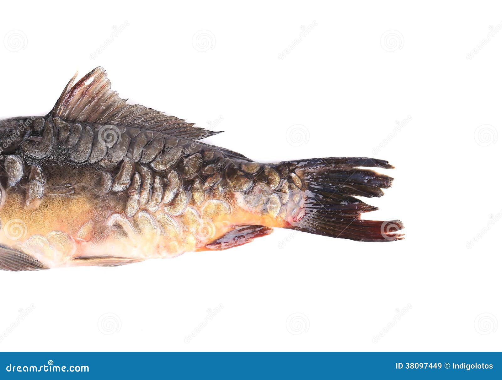 Cauda Dos Peixes Da Carpa. Macro. Imagem de Stock - Imagem de aleta ...