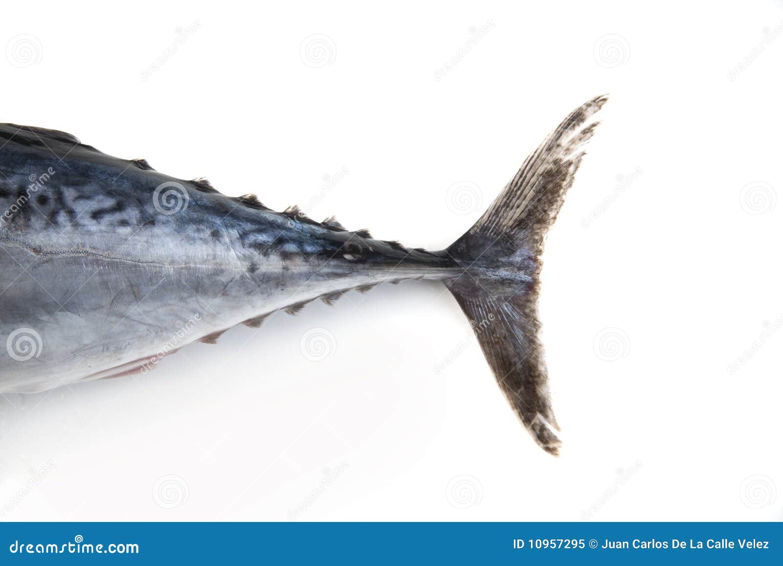 Cauda dos peixes de atum imagem de stock. Imagem de marisco - 10957295