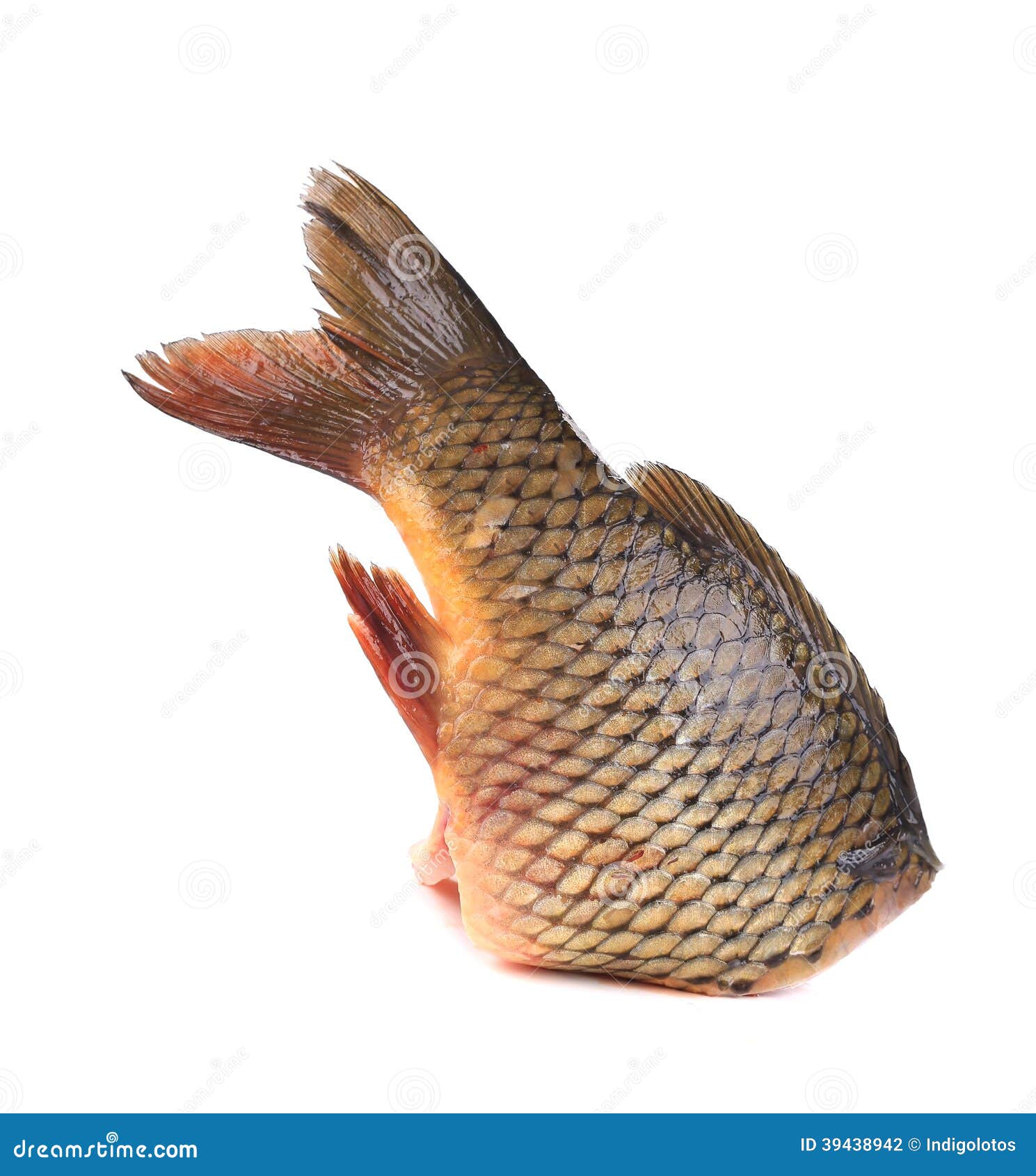 Cauda Fresca De Peixes Da Carpa. Foto de Stock - Imagem de livre ...