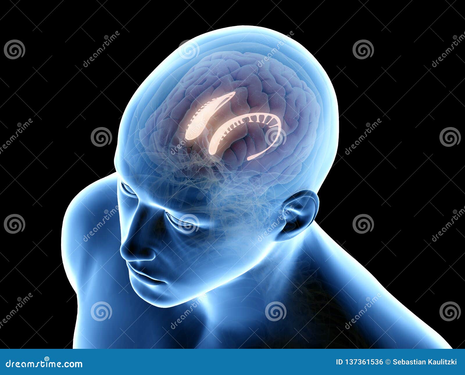 The caudate nucleus stock illustration. Illustration of cerebral ...