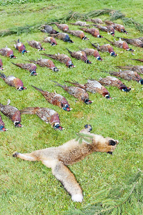 Caught animals stock image. Image of animal, huntsmanship - 21275693