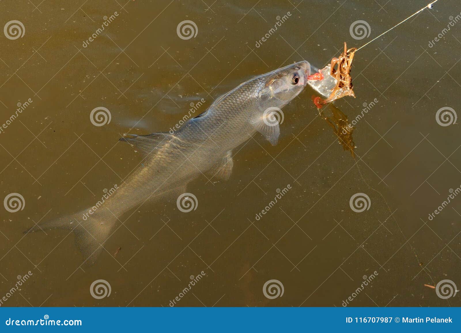 Caught Asp Leuciscus Aspius Stock Image - Image of outdoor, freshwater ...