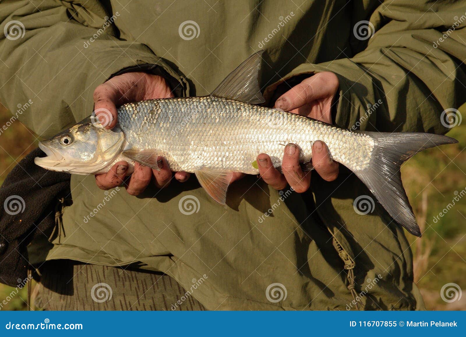 Caught Asp Leuciscus Aspius Stock Image - Image of autumn, reel: 116707855