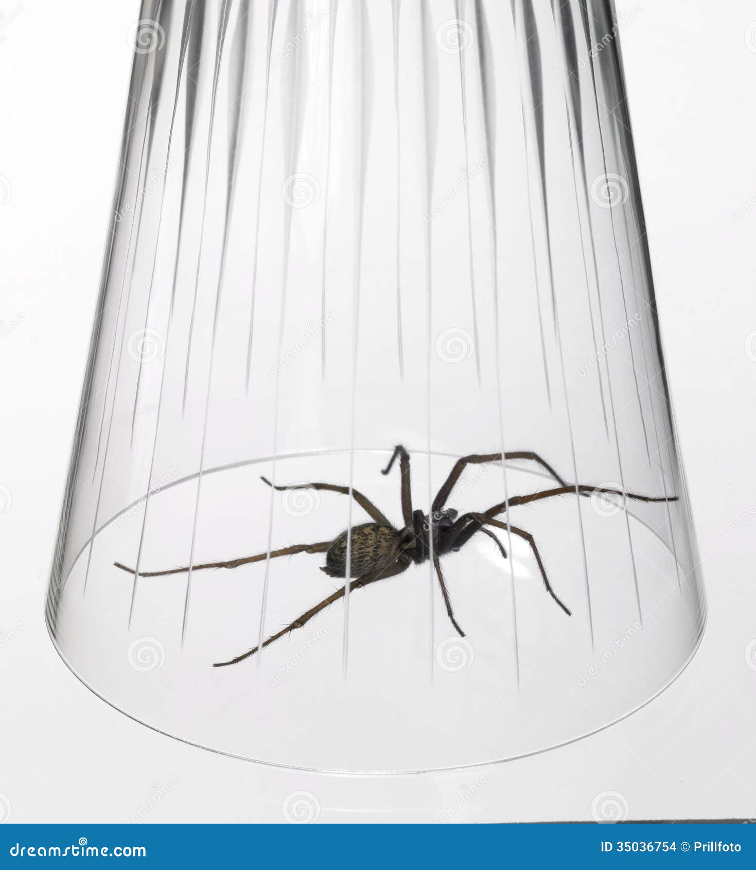 Caught Big Spider Under a Drinking Glass Stock Photo - Image of animal ...