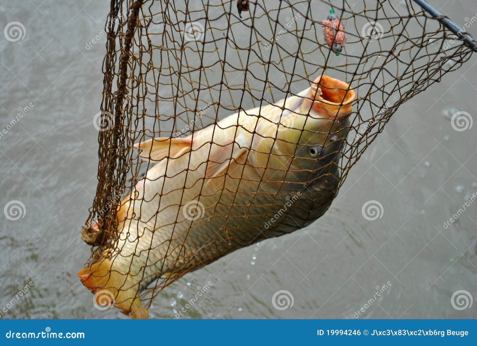 Caught Carp in a Fishing Landing Net Stock Photo - Image of carp ...