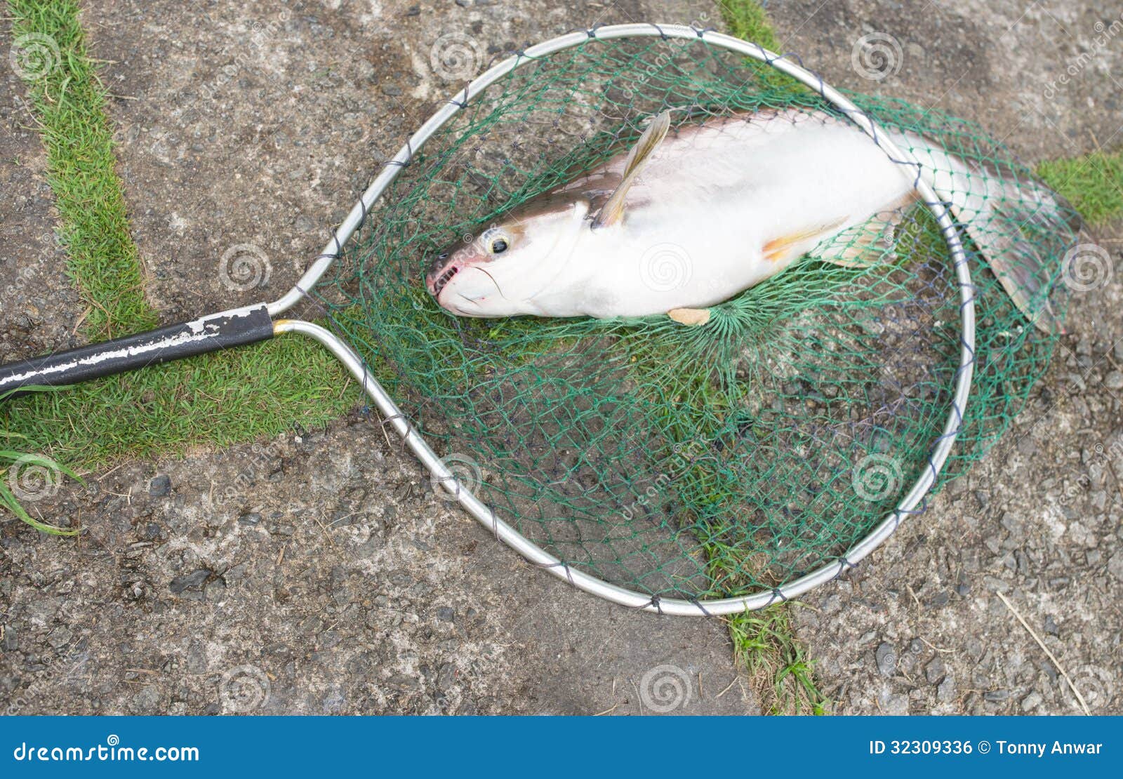 Caught Catfish stock photo. Image of hobby, leisure, outdoor - 32309336