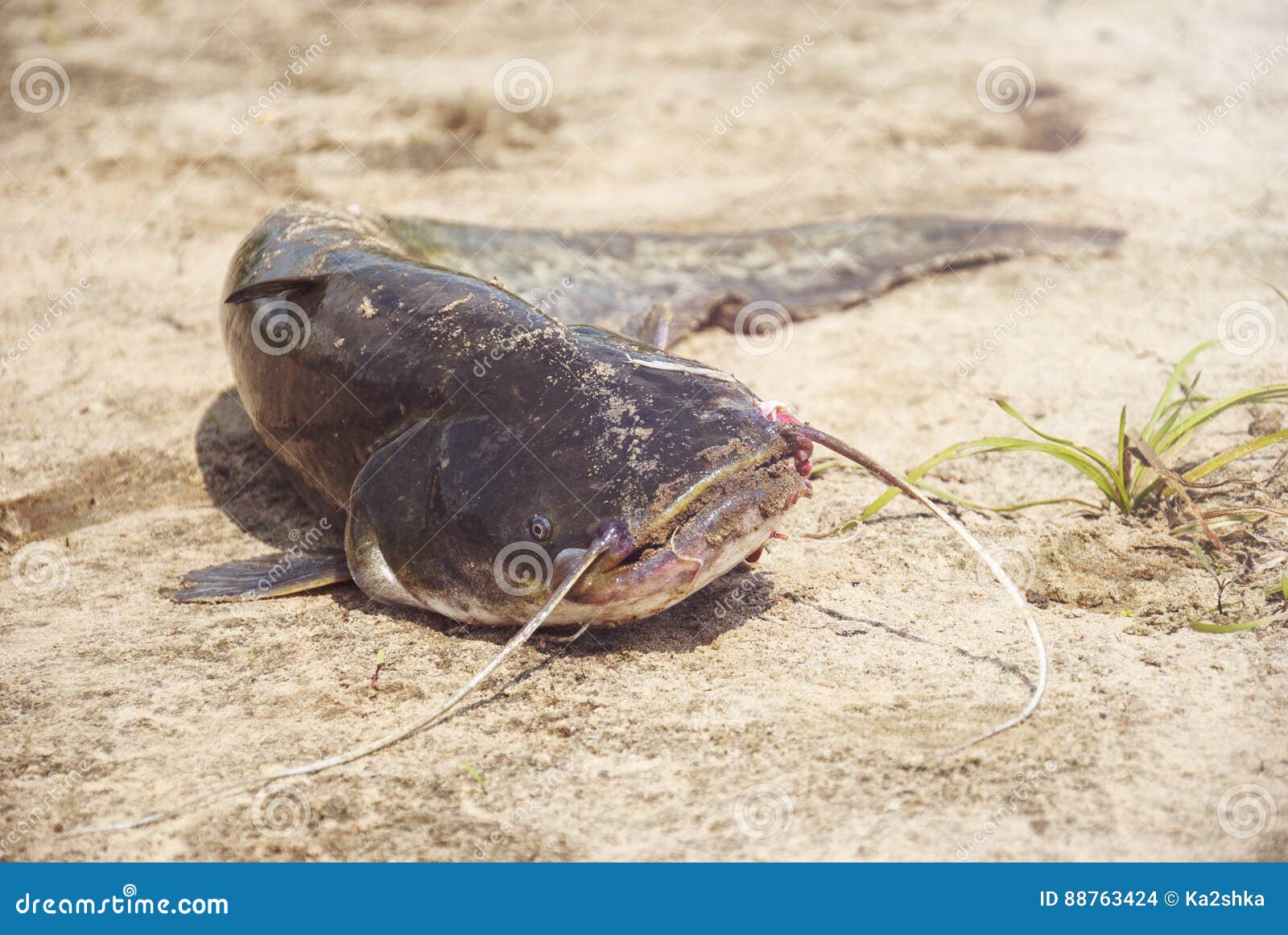 Caught Catfish on the Sand in Summer Stock Photo - Image of animal ...