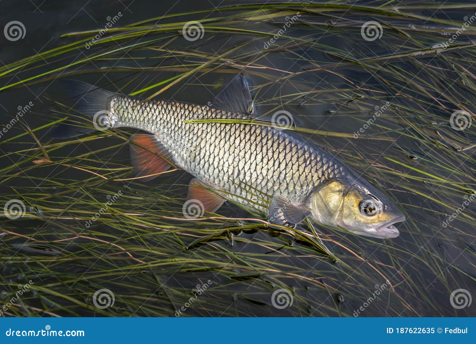 Caught Chub Fish in River Water with Algae. Squalius Cephalus Fishing ...