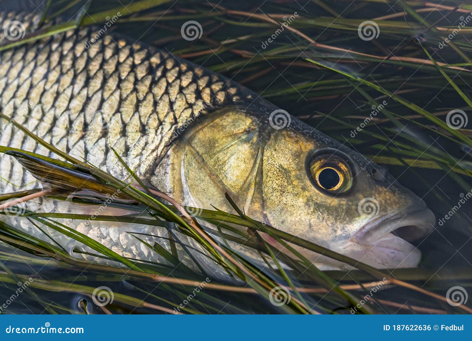 Caught Chub Fish in River Water with Algae. Squalius Cephalus Fishing ...