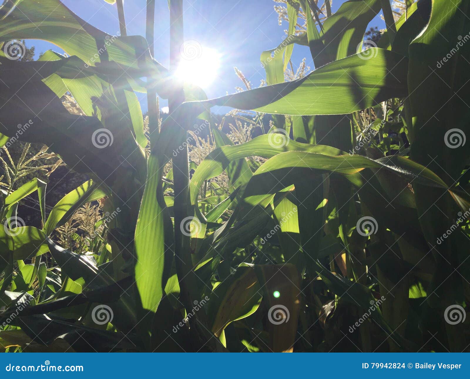 Caught in a Corn Patch stock photo. Image of field, caught - 79942824