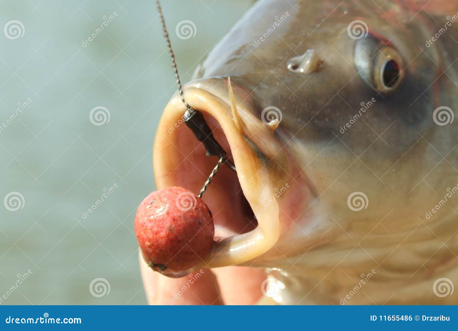 Caught fish stock photo. Image of outdoor, fishing, close - 11655486
