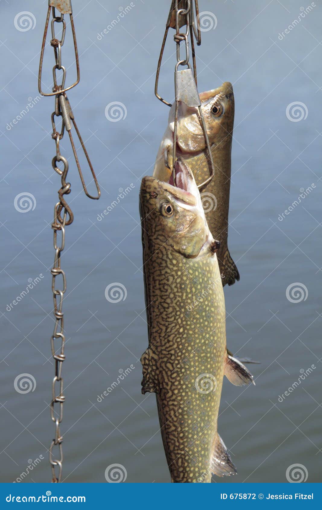 Caught Fish stock photo. Image of river, caught, outdoors - 675872