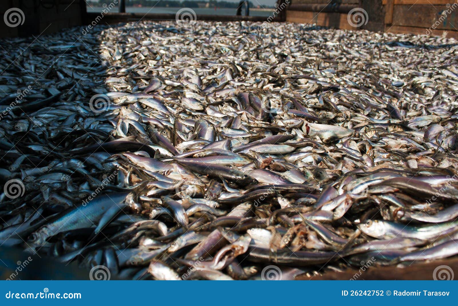 Caught fish on board stock photo. Image of fresh, catch - 26242752