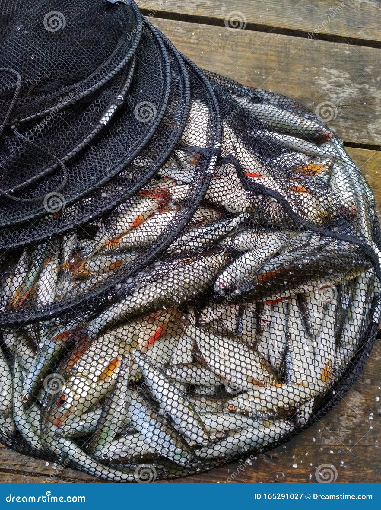 Caught Fish in a Cage on a Wooden Background Stock Image - Image of ...